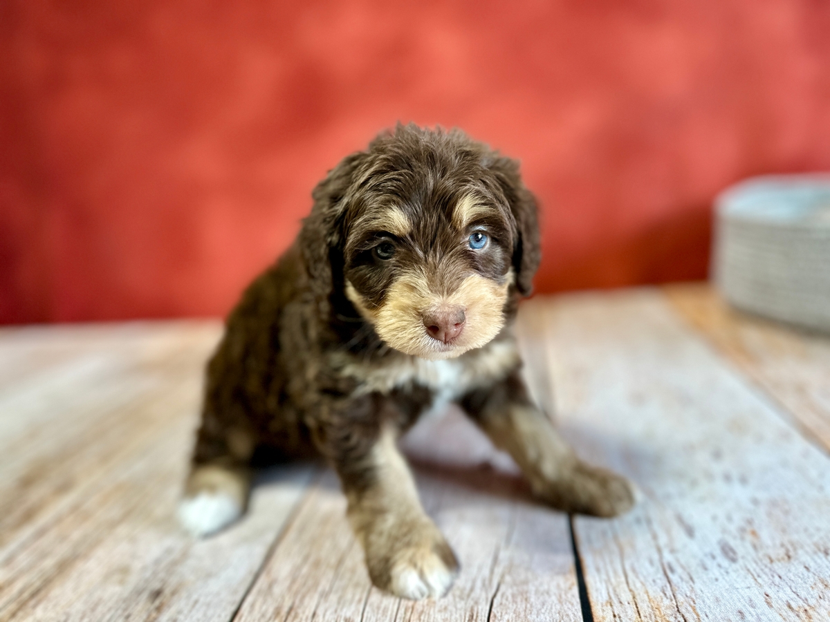 Cocoa Dog Name at Carl Buteau blog