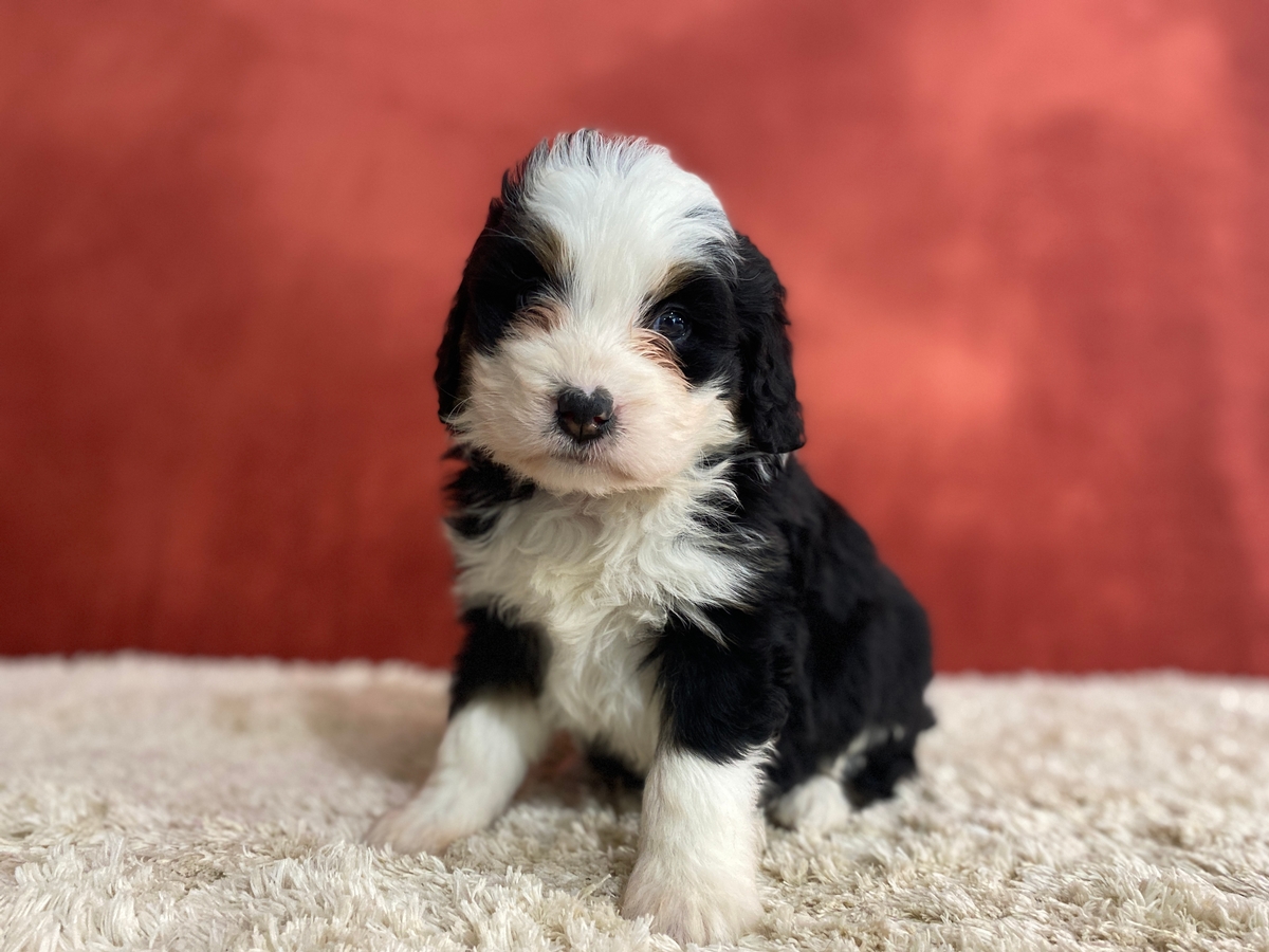 bailey