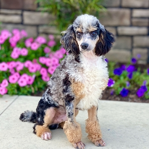 Cavapoo
