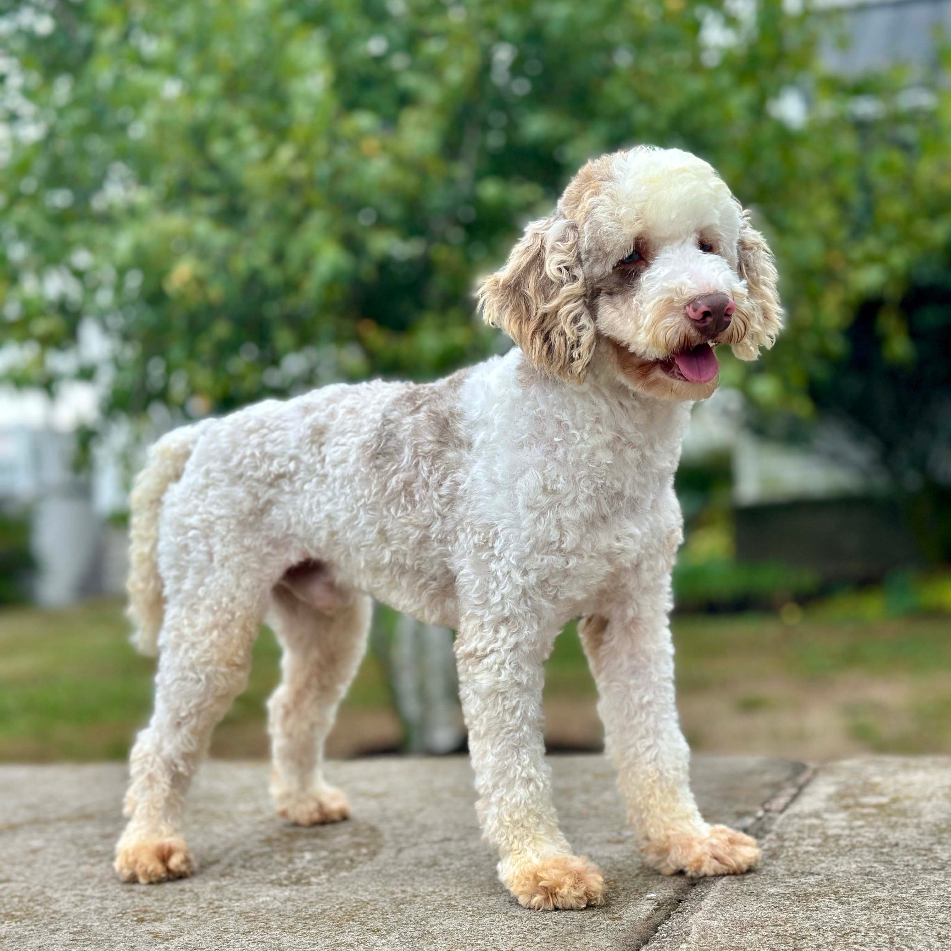 Cavapoo Puppies For Sale in Ohio | Millersburg Ohio